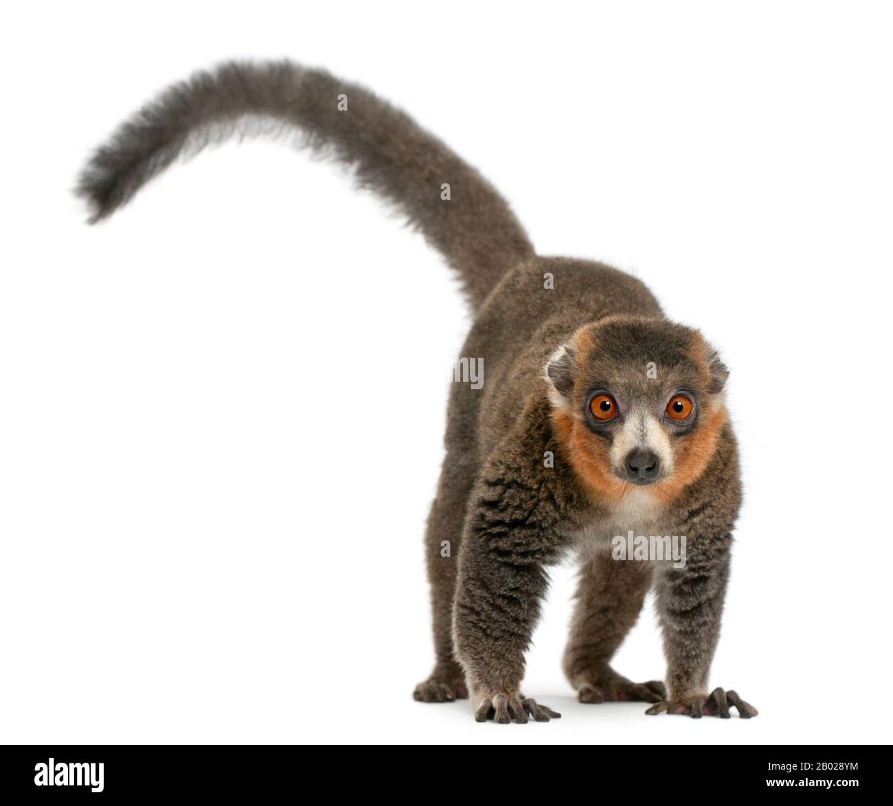 Portrait of mongoose Cut Out Stock Images & Pictures - Alamy