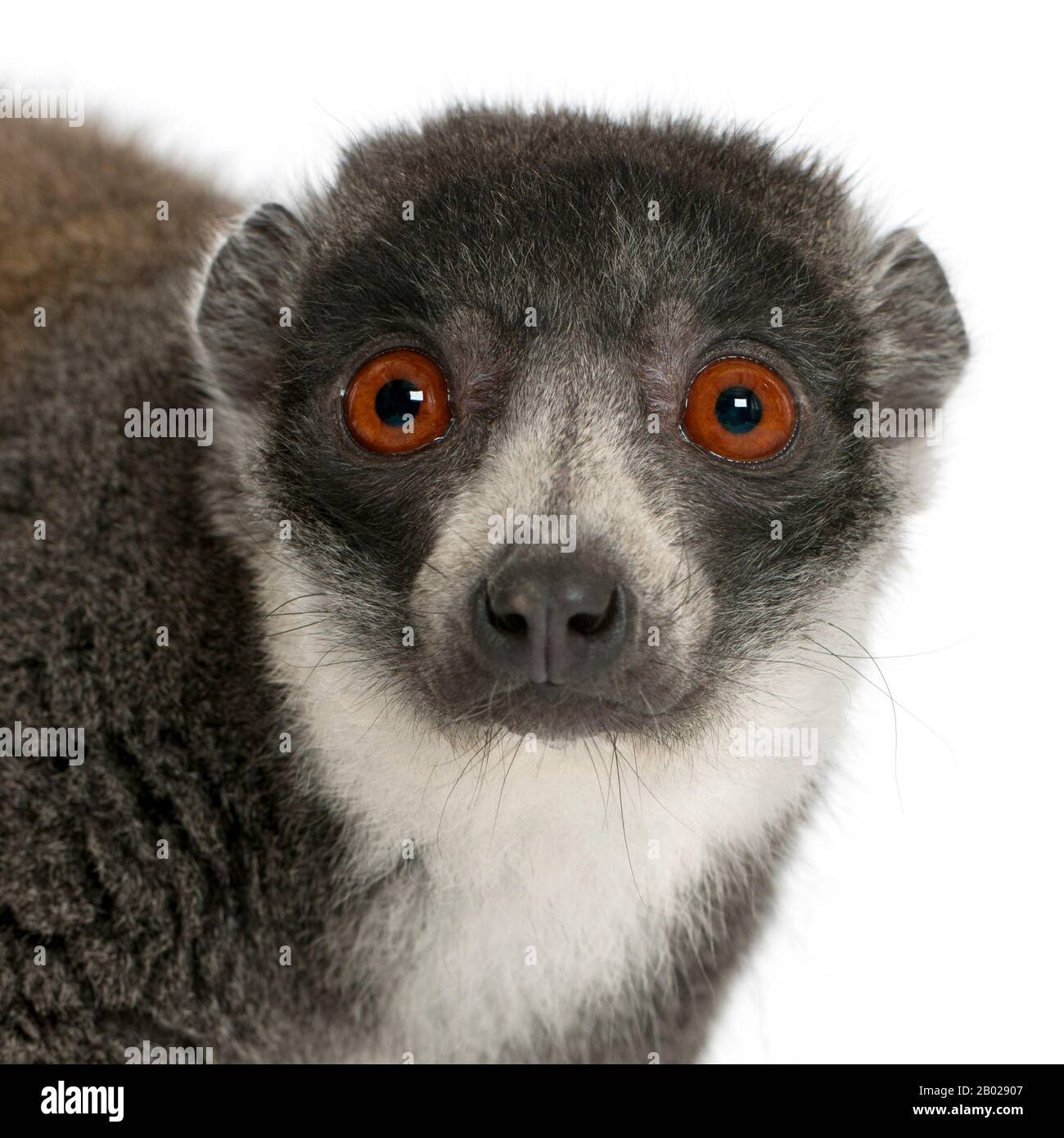 Female mongoose lemur, Eulemur mongoz, 24 years old, in front of white ...