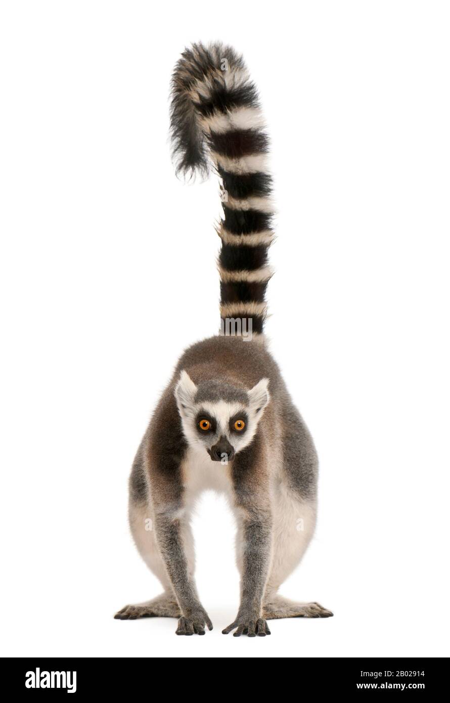 Ring-tailed lemur, Lemur catta, 7 years old, in front of white ...