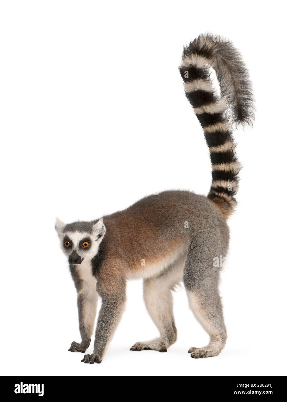 Lemur catta ring tailed primate Cut Out Stock Images & Pictures - Alamy