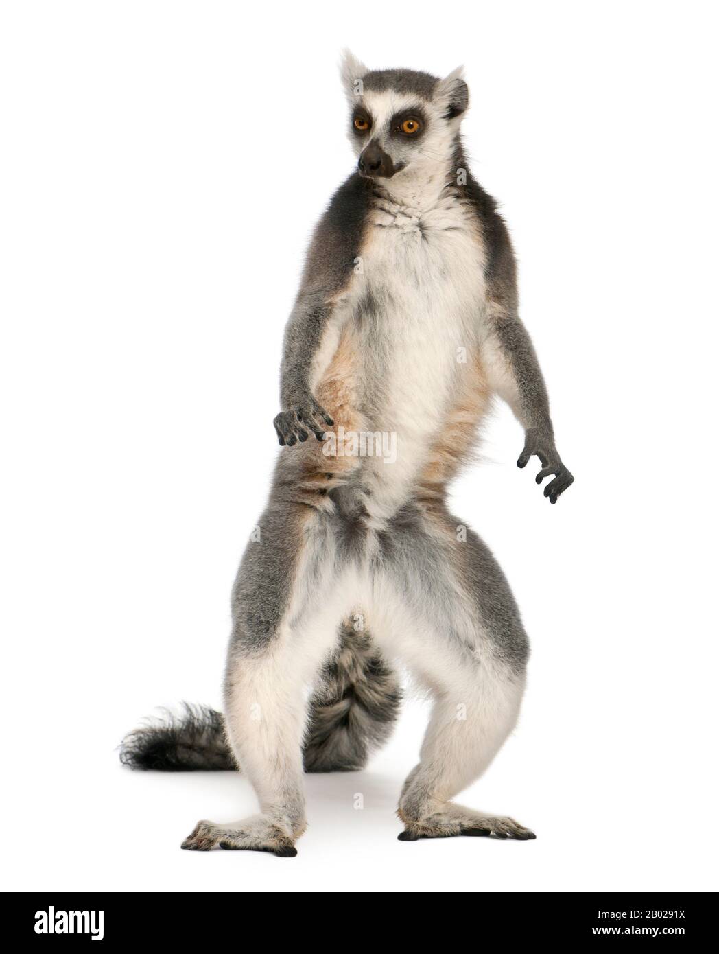 Ring-tailed lemur, Lemur catta, 7 years old, standing in front of white ...