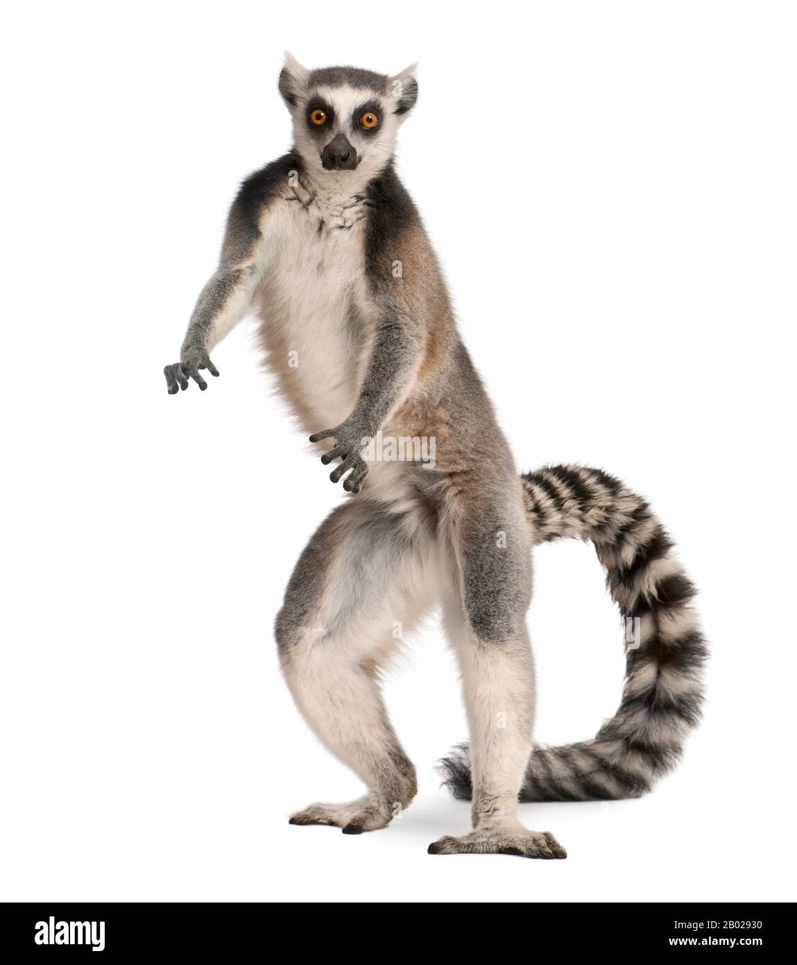 Ring-tailed lemur, Lemur catta, 7 years old, standing in front of white ...