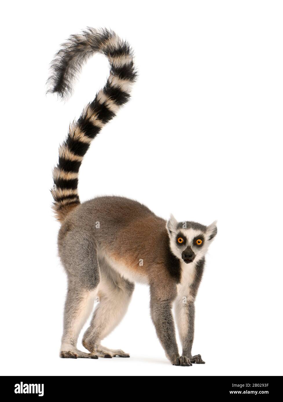 Ring-tailed lemur, Lemur catta, 7 years old, in front of white ...
