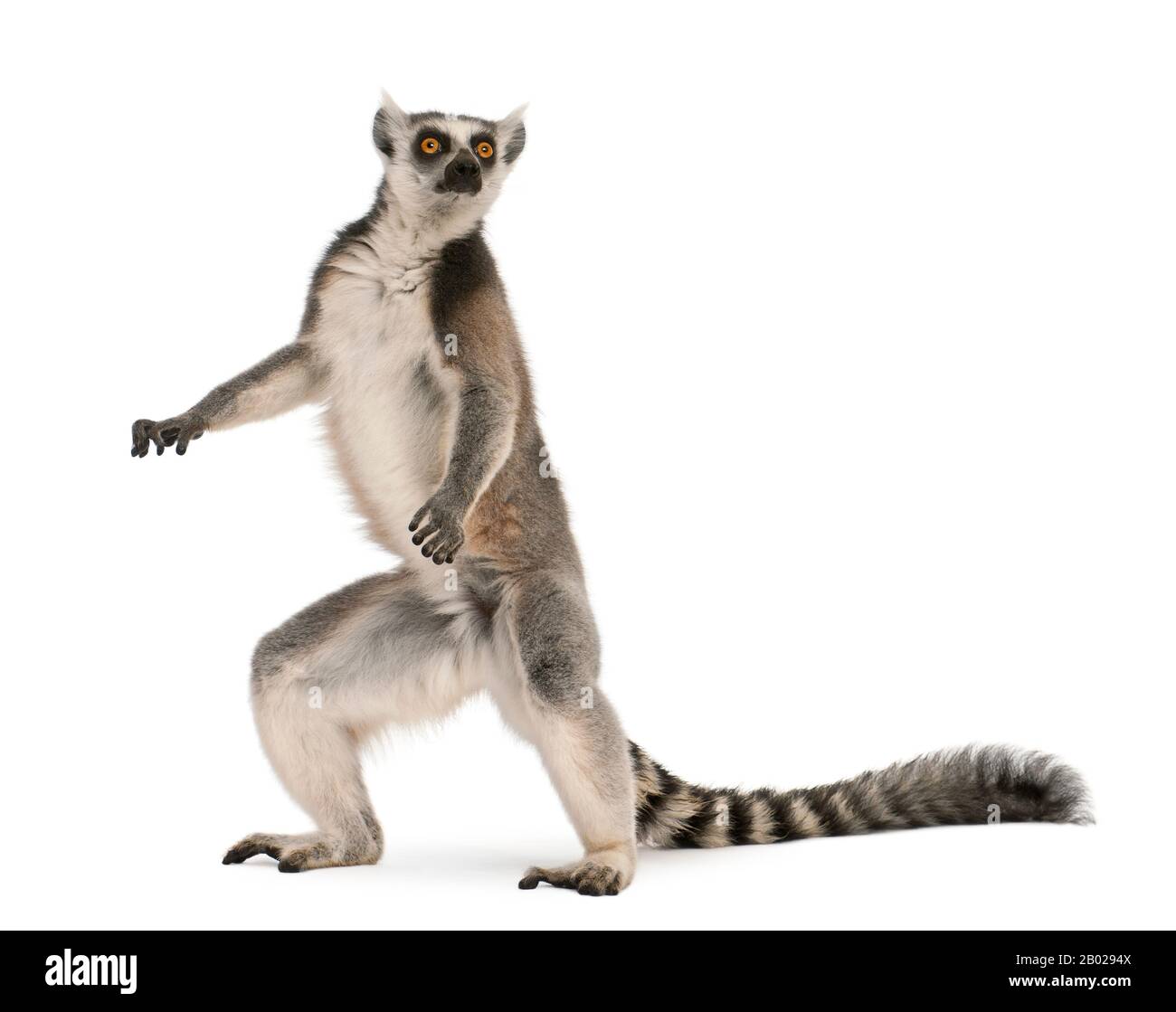 Ring tailed lemur lemur catta standing hi-res stock photography and ...