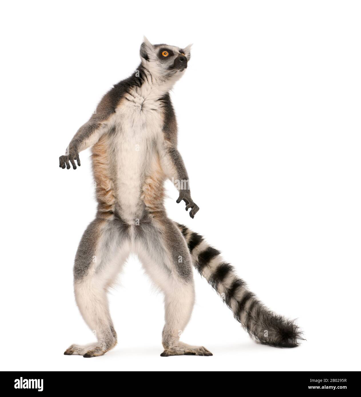 Ring-tailed lemur, Lemur catta, 7 years old, standing in front of white ...