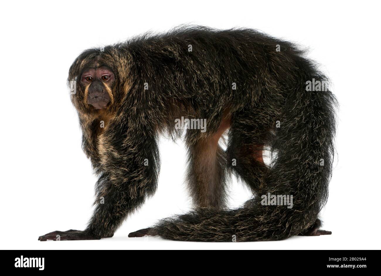 Old saki Cut Out Stock Images & Pictures - Alamy