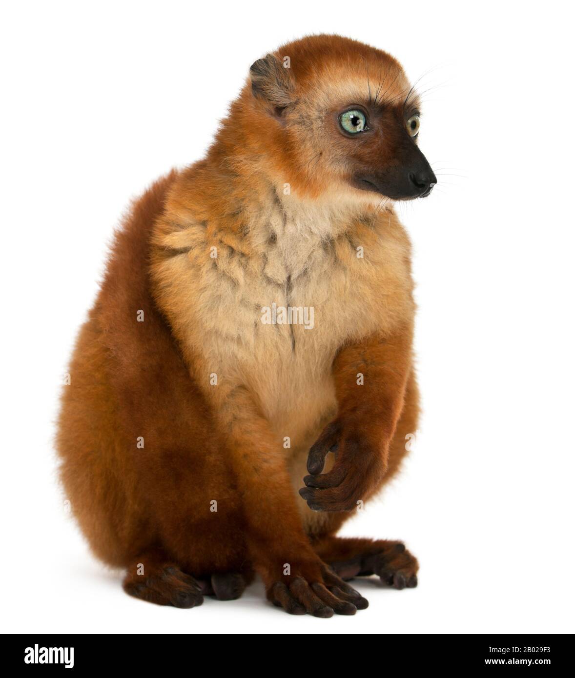 Female blue-eyed black lemur, Eulemur flavifrons, 3 years old, sitting ...