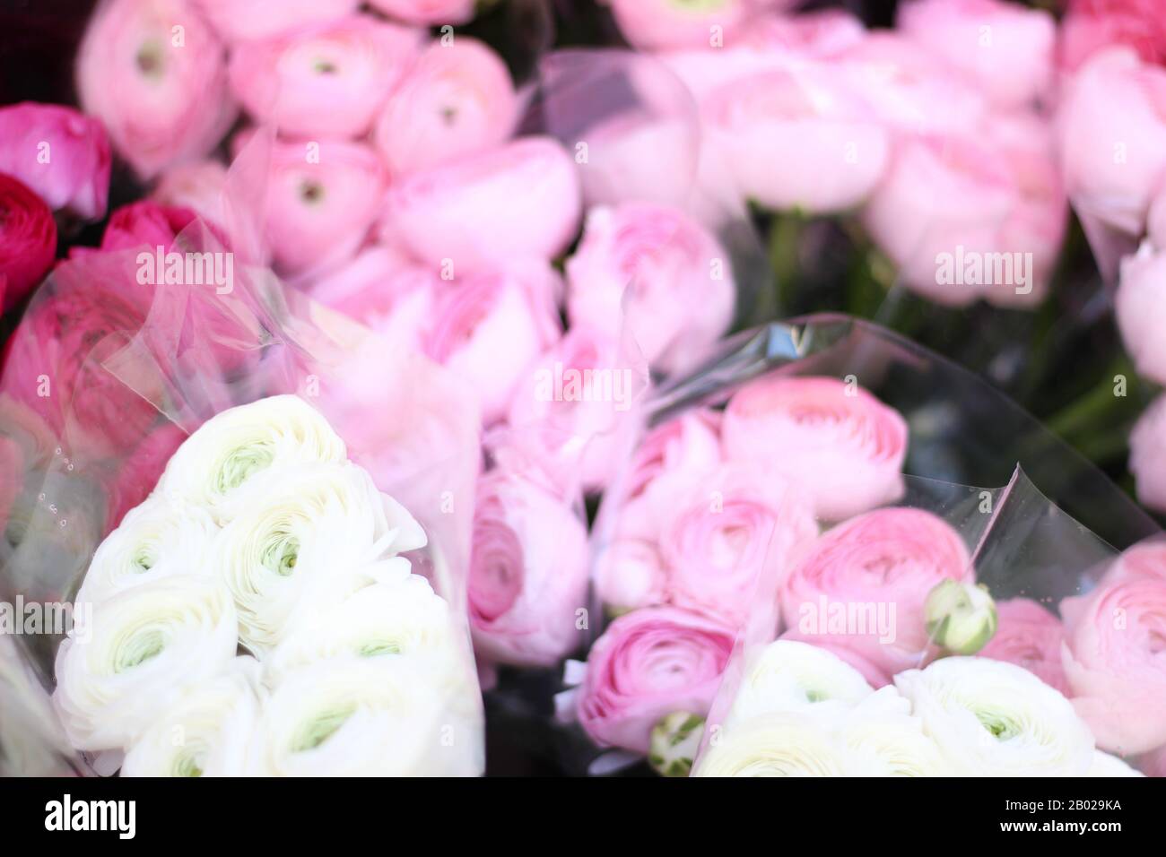 Bouquet of Pale Pink Ranunculus at a Market in Paris. Close up of a ...