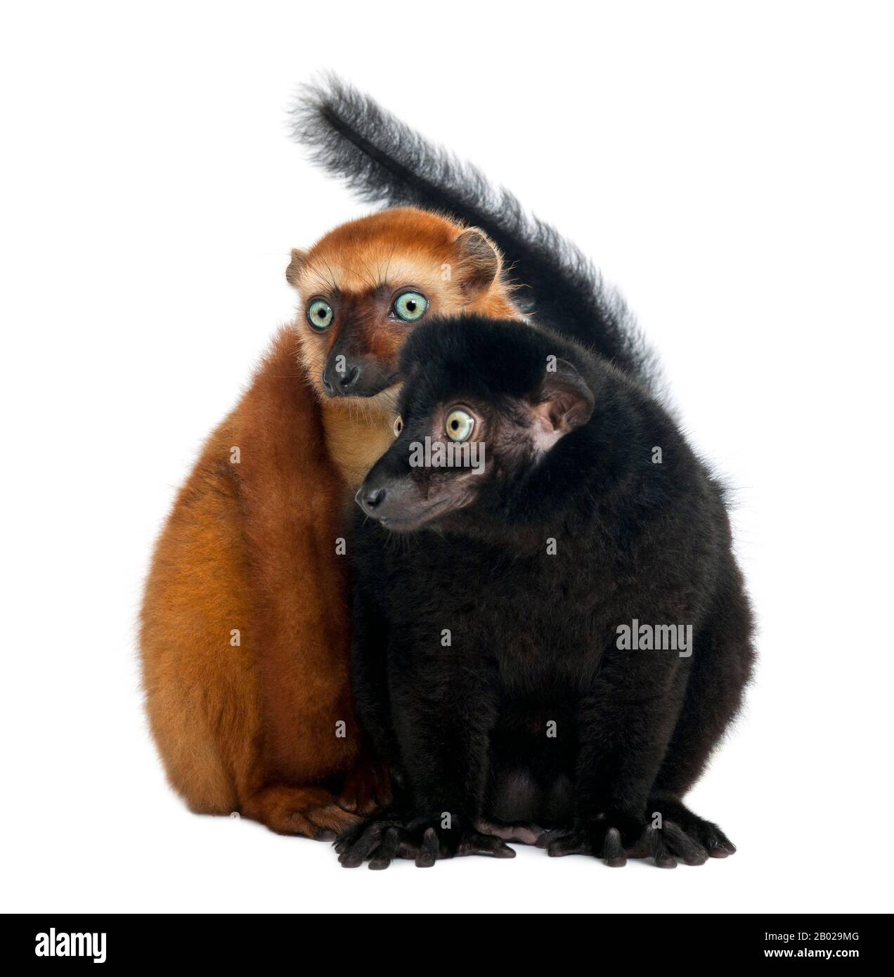 Lemur male Cut Out Stock Images & Pictures - Alamy