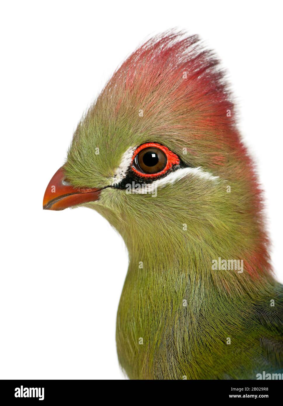Fischer's Turaco, Tauraco fischeri, 6 months old, in front of white ...