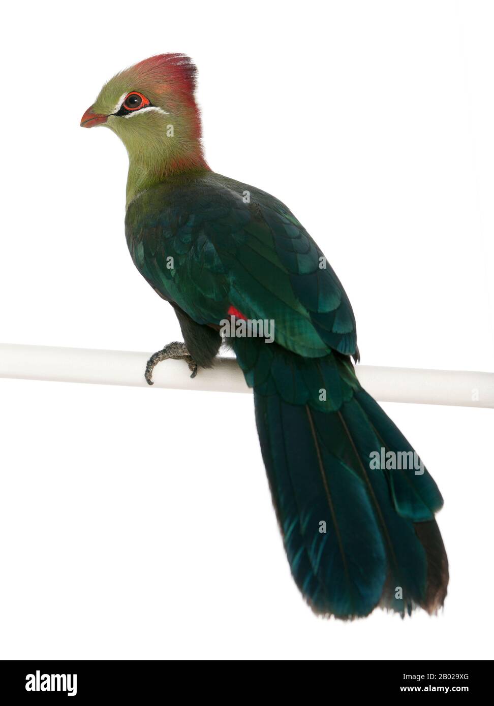 Fischer's Turaco, Tauraco fischeri, 6 months old, in front of white ...