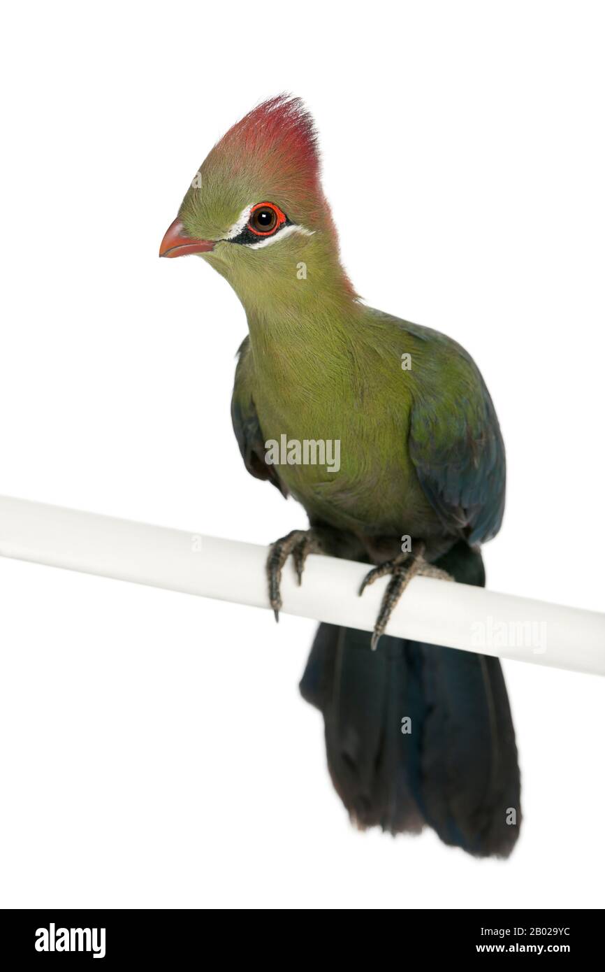 Fischer's Turaco, Tauraco fischeri, 6 months old, in front of white ...