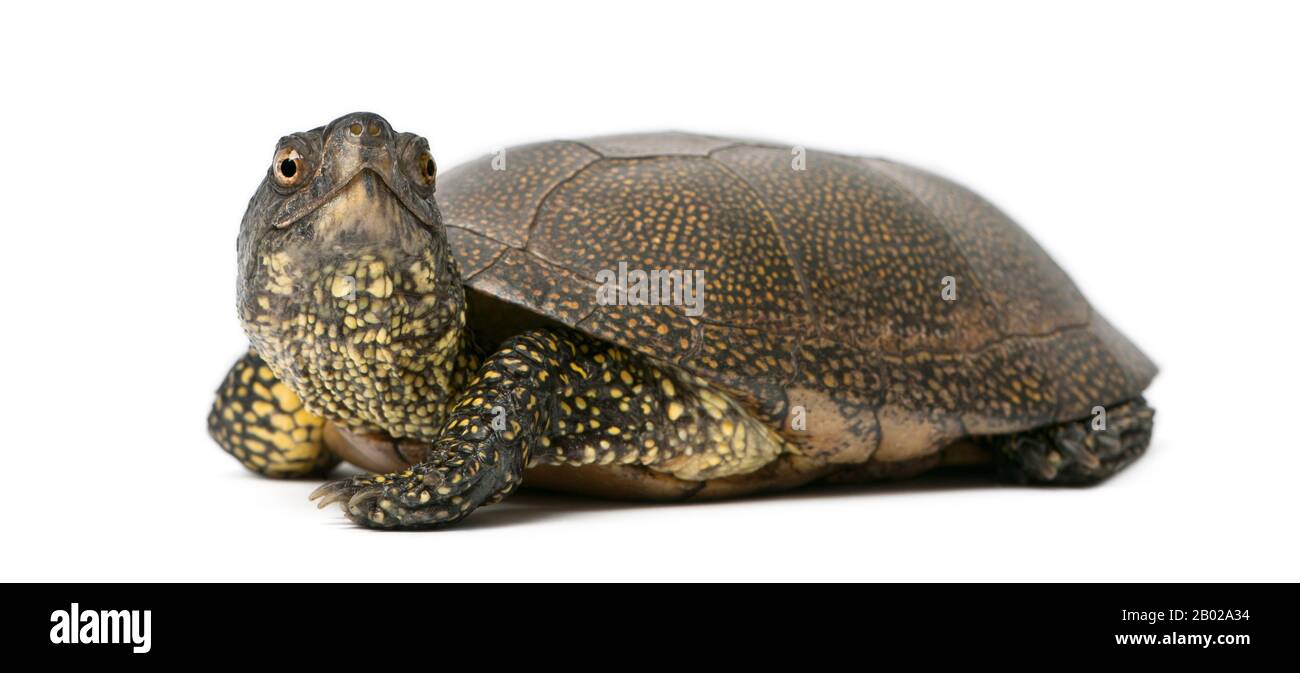 Patterned turtle shell hi-res stock photography and images - Alamy