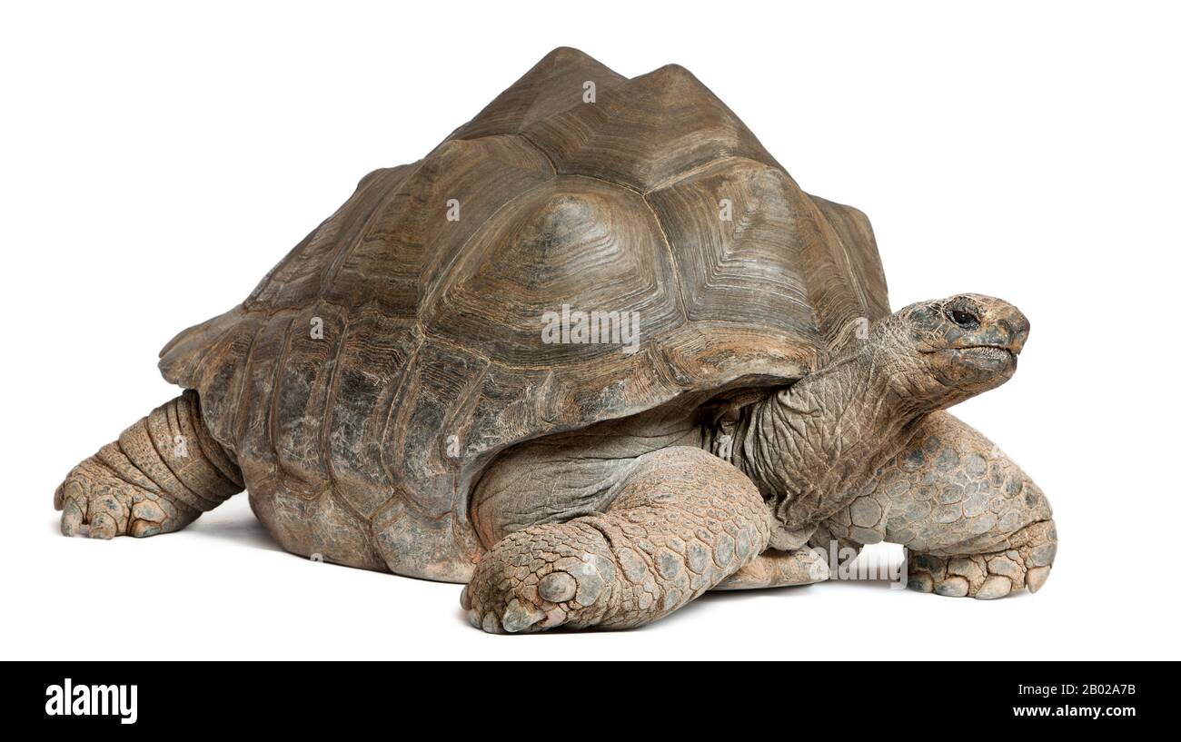 Tortoise white background side view Cut Out Stock Images & Pictures - Alamy
