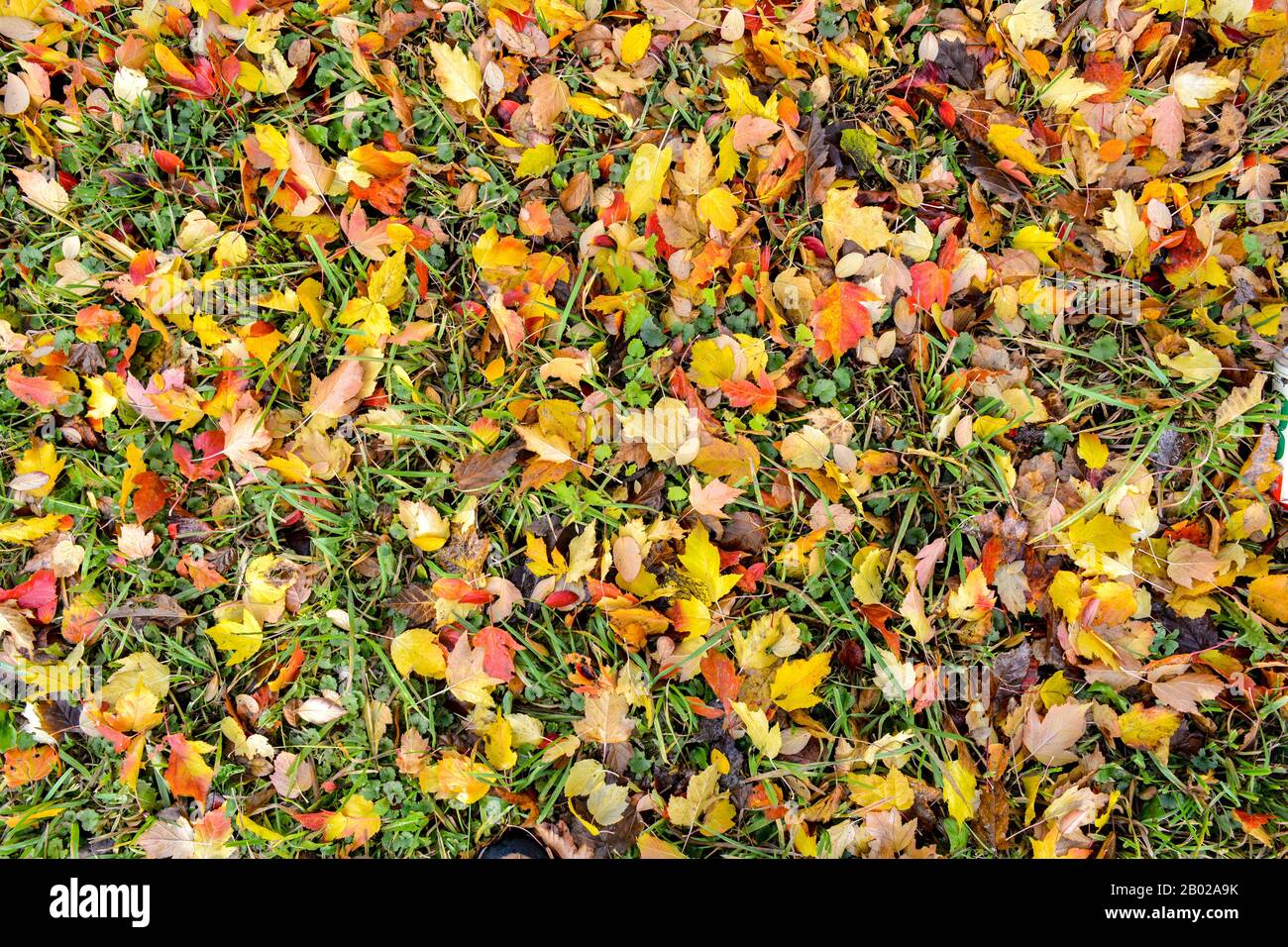 Colorful and bright background of fallen autumn leaves and green grass ...