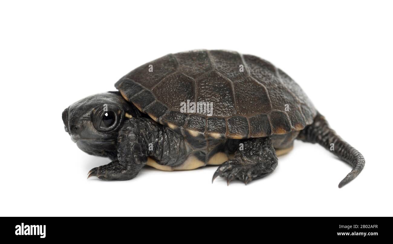European pond turtle, also called the European pond terrapin, Emys ...
