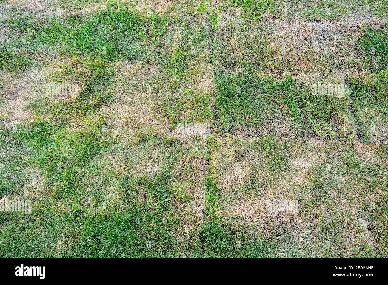 Lawn briquettes with dying grass. Texture of dying lawn with healthy ...