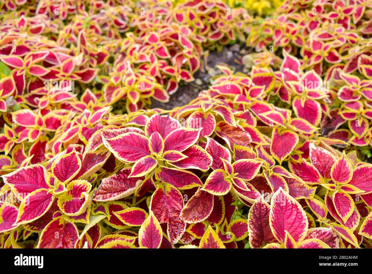 Decorative garden coleus plants with bright red leaves cover themselves ...