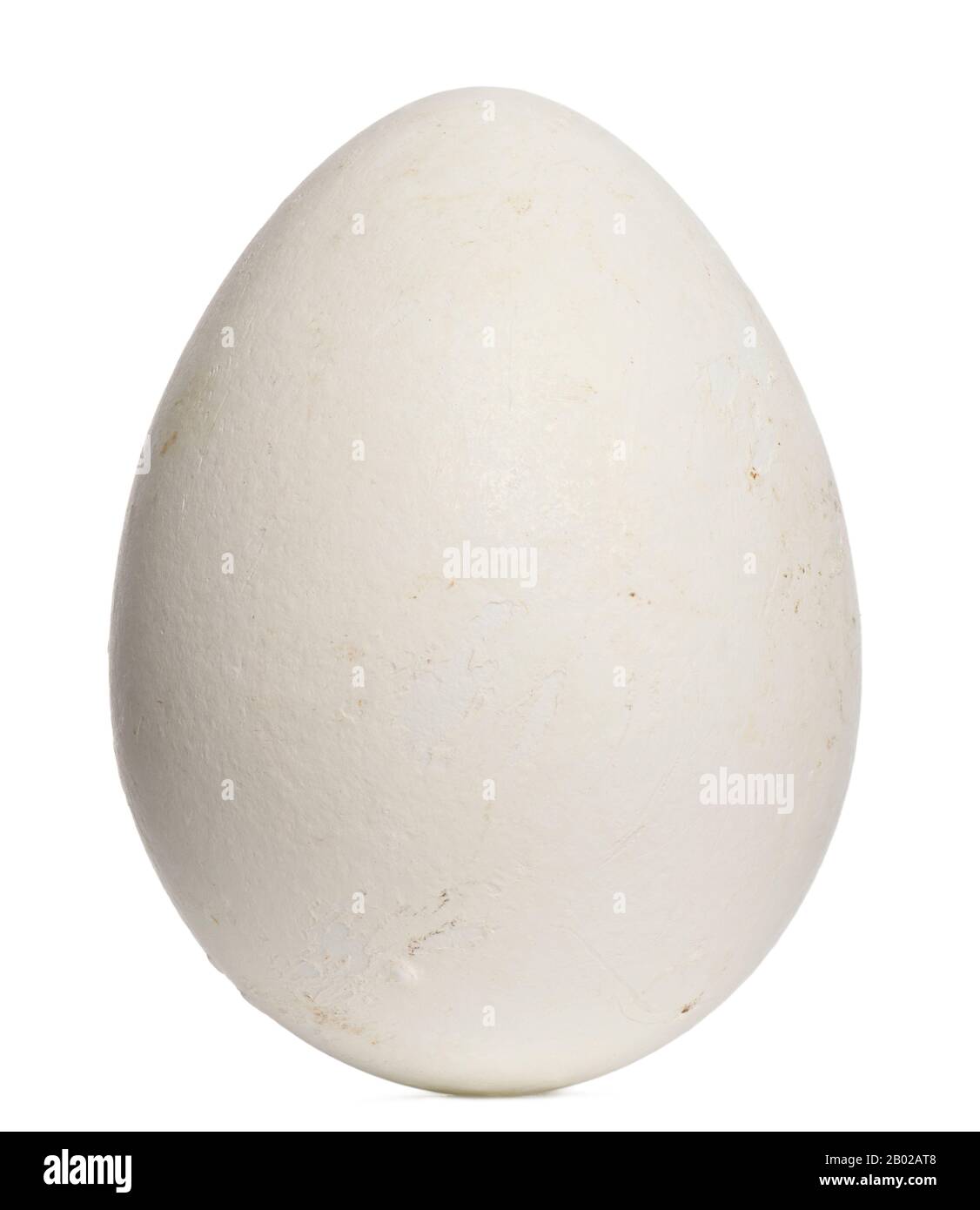 Penguin egg alone hi-res stock photography and images - Alamy