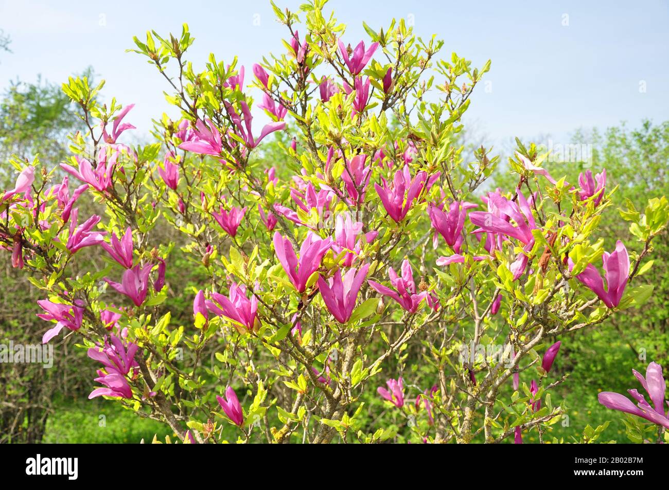 Magnolia susan hi-res stock photography and images - Alamy