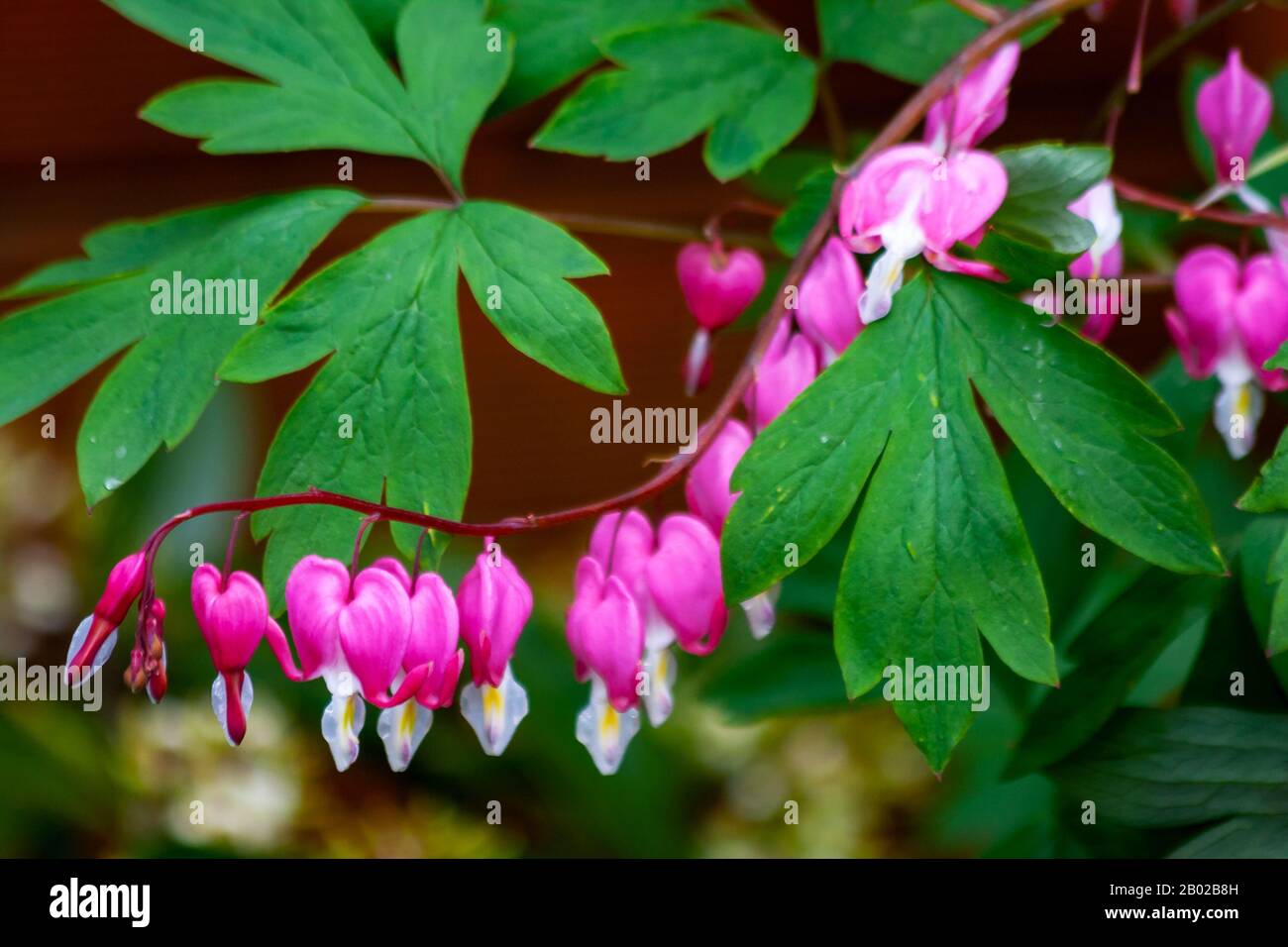 Bleeding Heart Plant Leaves