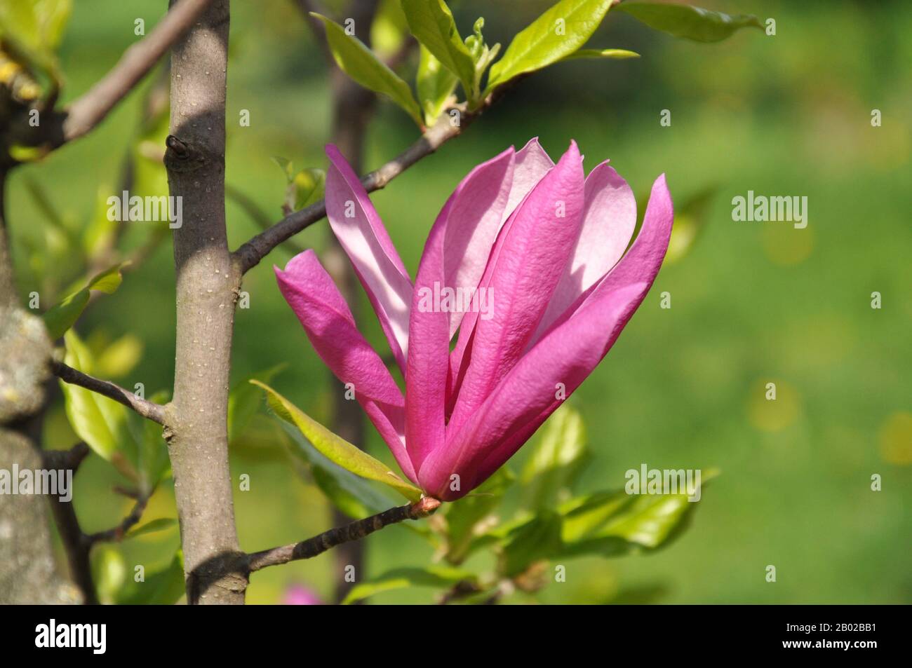 Magnolia susan hi-res stock photography and images - Alamy