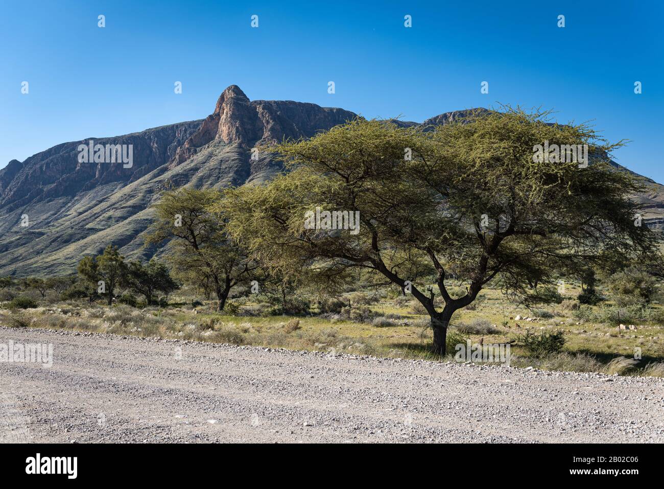 Kalahari, desert landscape in Namibia after the rain Stock Photo - Alamy