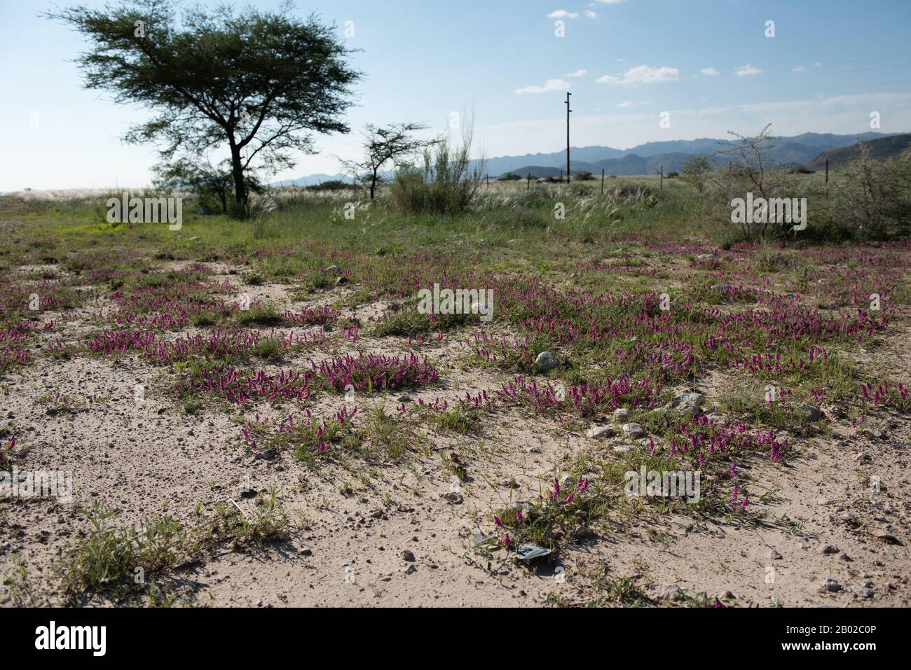 Kalahari, desert landscape in Namibia after the rain Stock Photo - Alamy