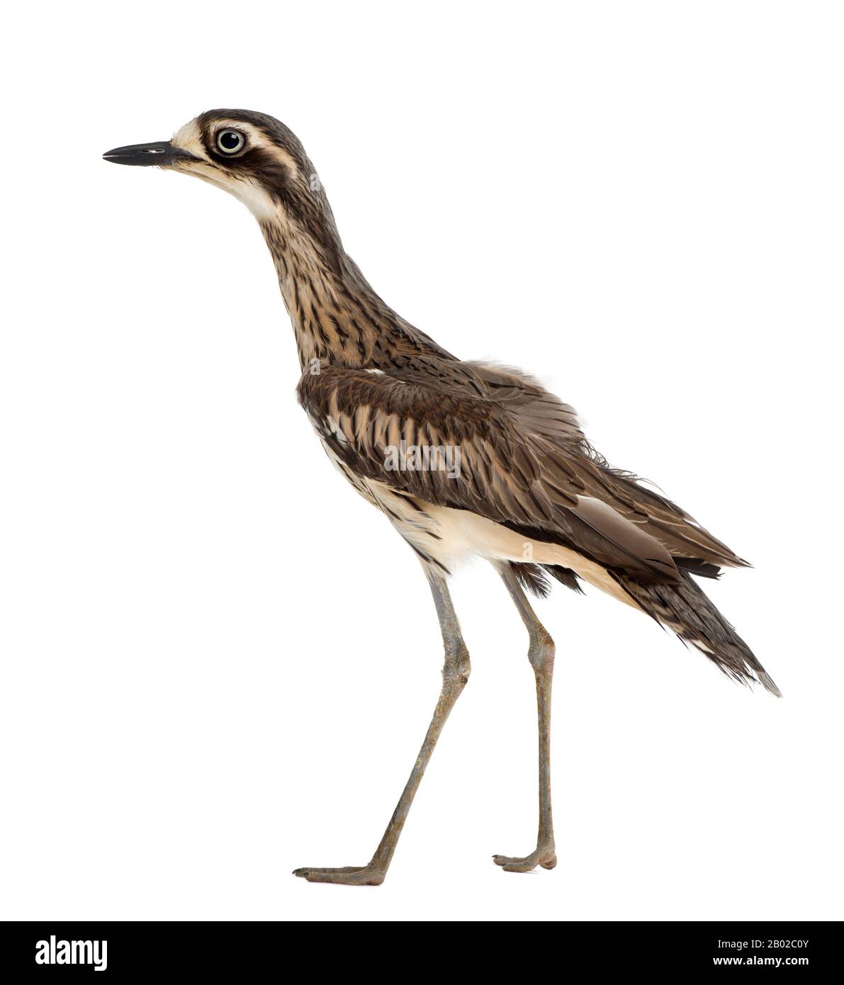Bush Stone-curlew or Bush Thick-knee, Burhinus grallarius, walking ...