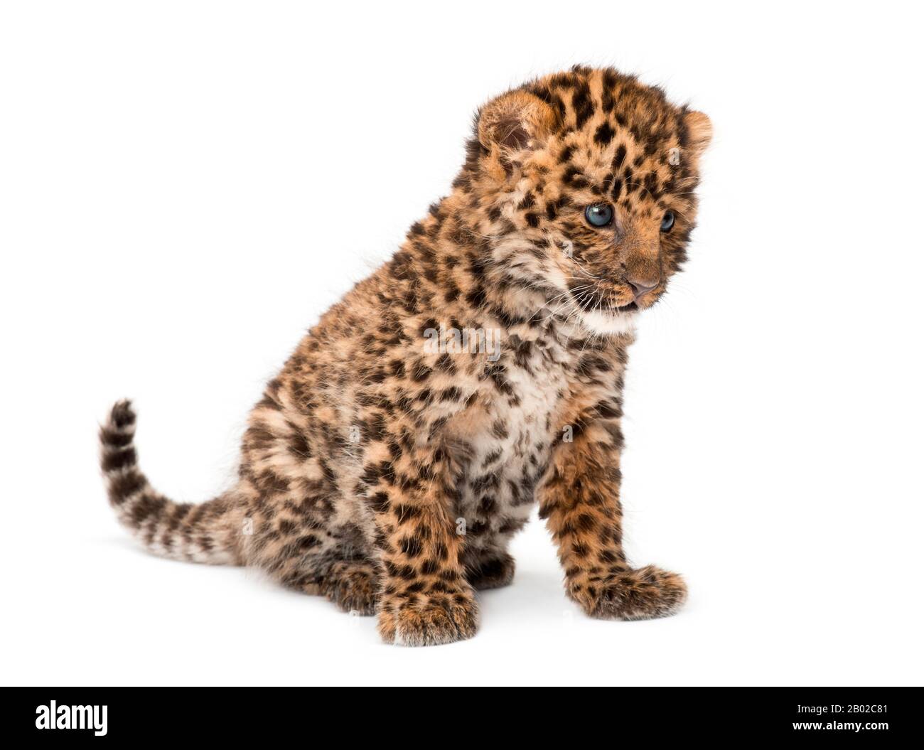 Anatolian Leopard Cubs