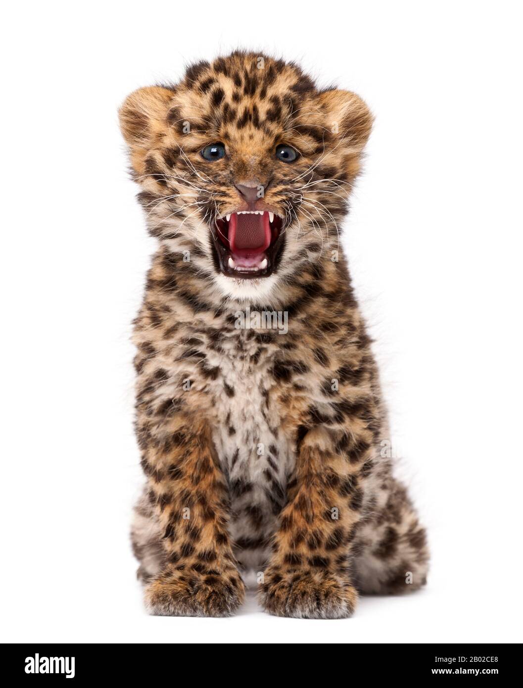Amur leopard mouth Cut Out Stock Images & Pictures - Alamy