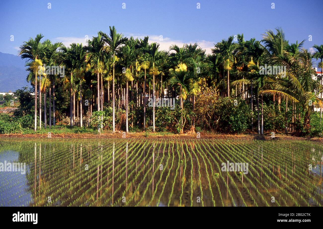 Taiwan and solomon islands hi-res stock photography and images - Alamy