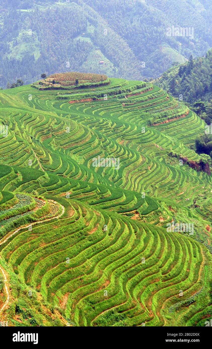 Longji (Dragon's Backbone) Terraced Rice Fields received their name ...
