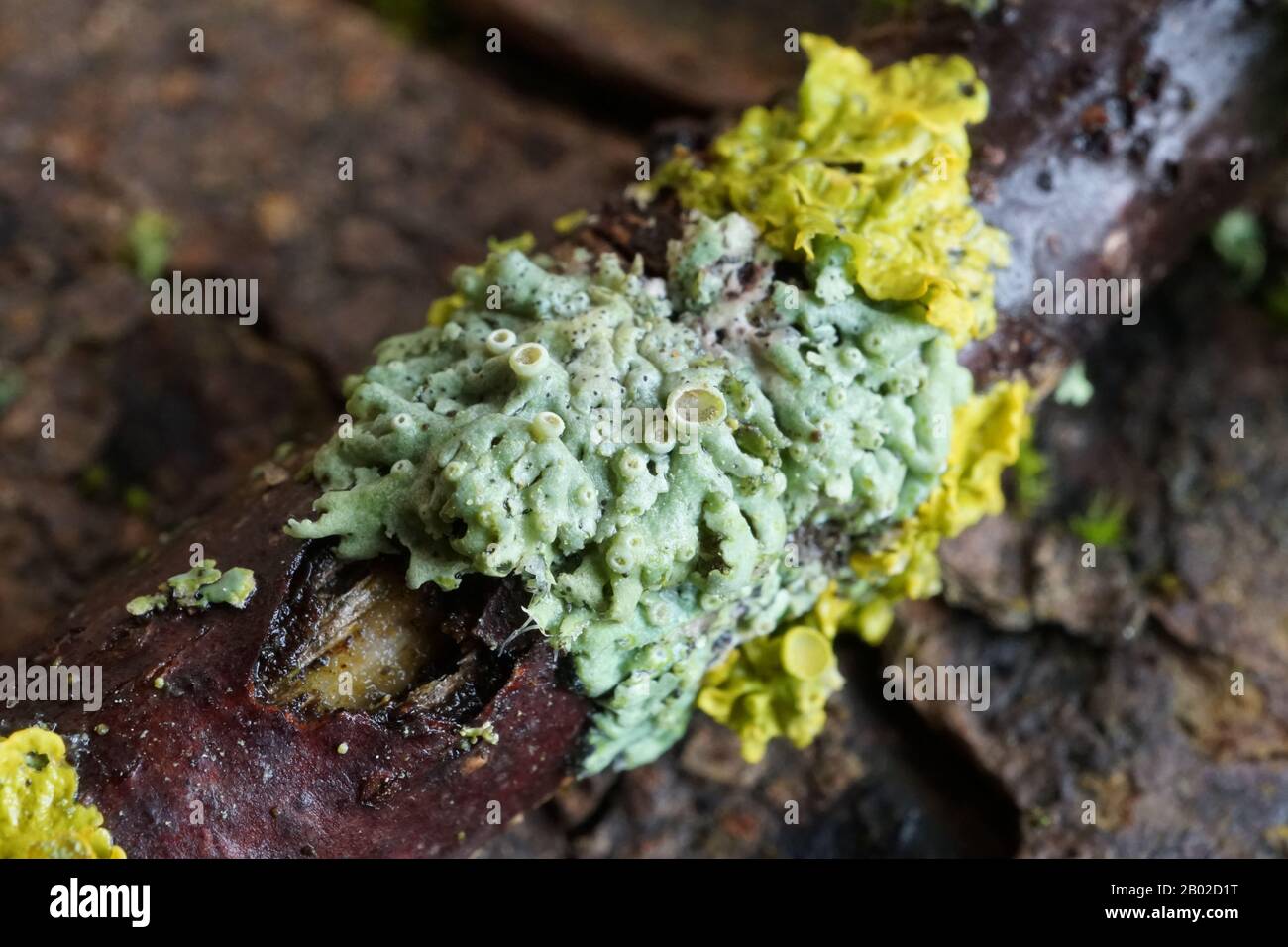 Various lichens growing on a branch in the woods Stock Photo - Alamy