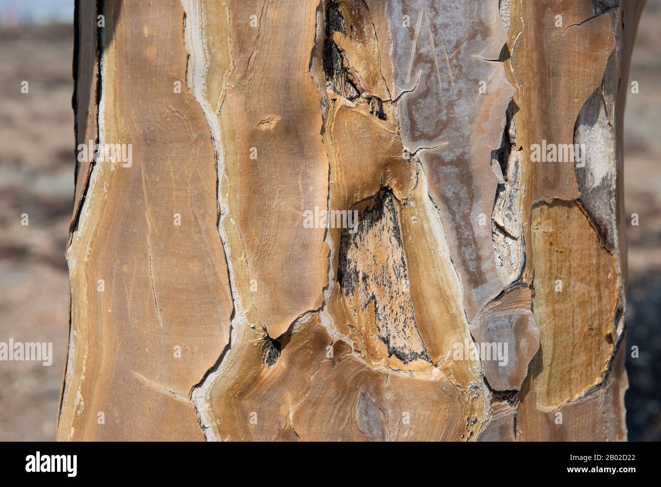 Bark Of A Quiver Tree High Resolution Stock Photography and Images - Alamy