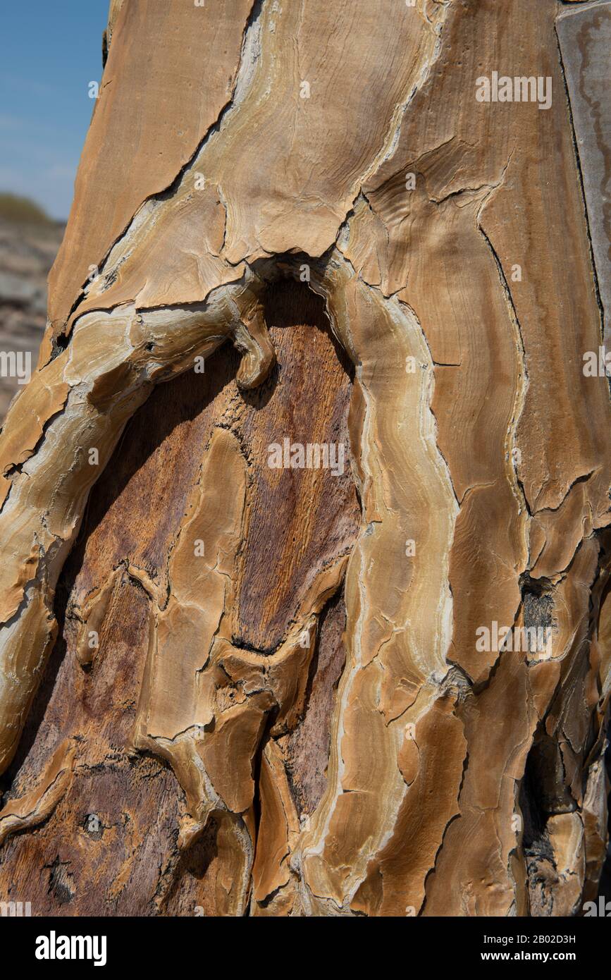 Bark of a quiver tree hi-res stock photography and images - Alamy