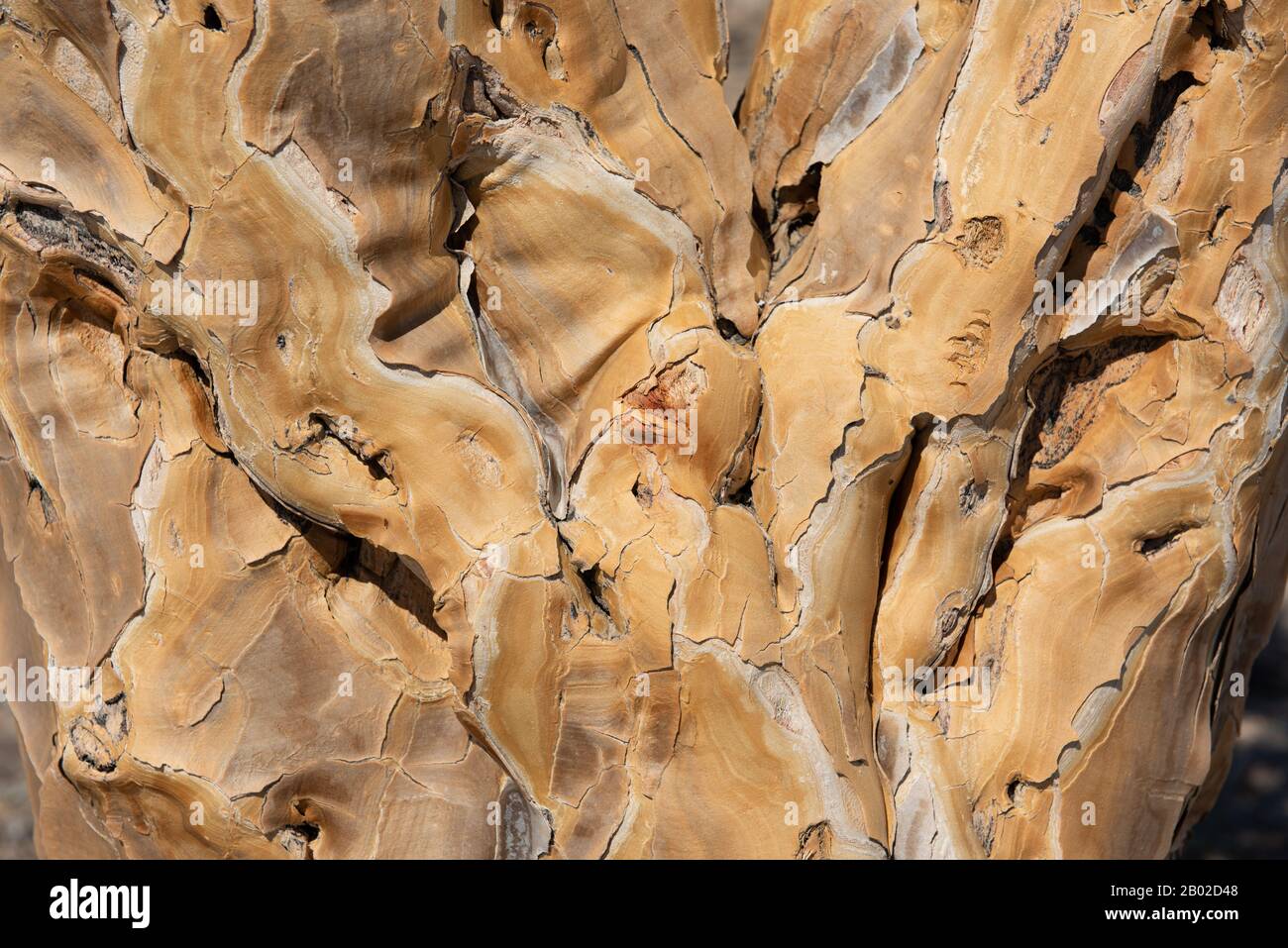 Bark Of A Quiver Tree High Resolution Stock Photography and Images - Alamy