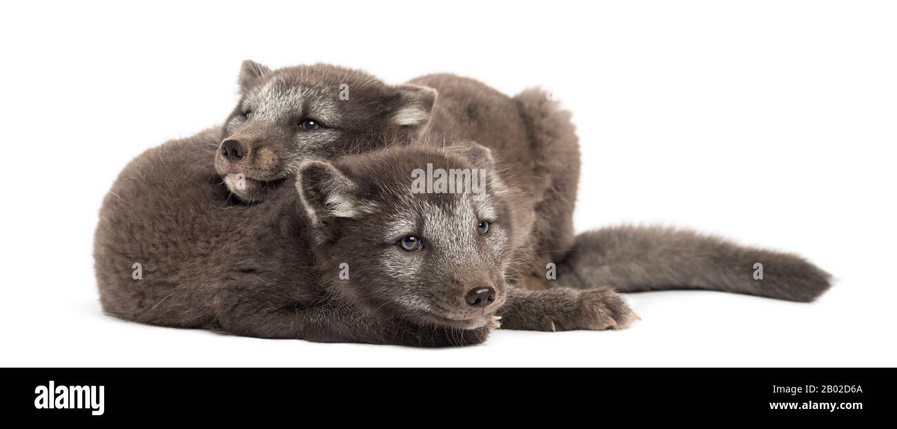 Two Arctic fox cubs, Vulpes lagopus cuddling, 2 months old, isolated on ...