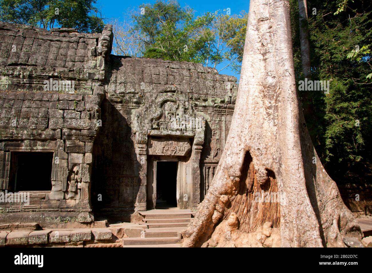 Two species predominate hi-res stock photography and images - Alamy