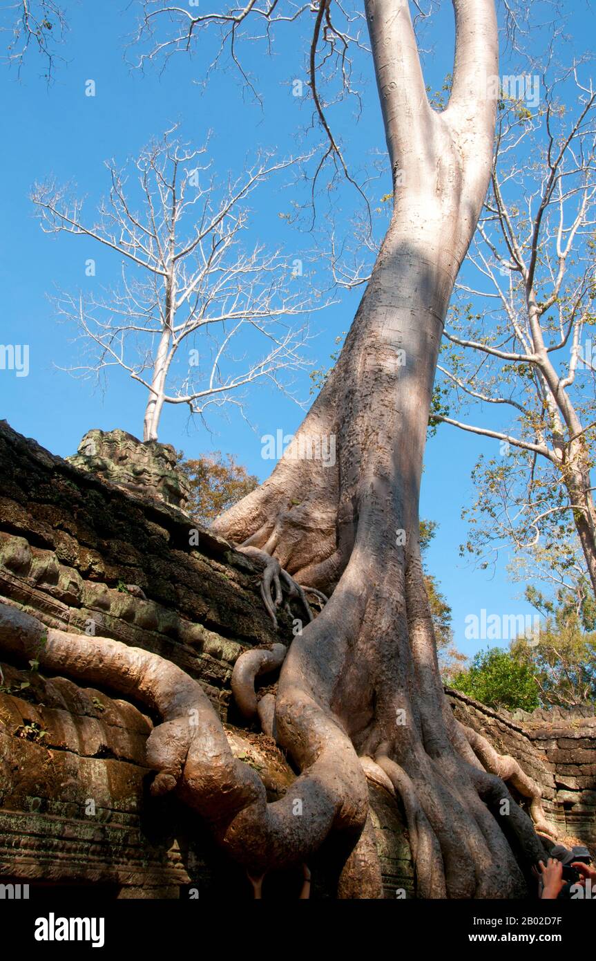 Cambodia: Ta Prohm with its famous trees growing over the ruins, Angkor ...