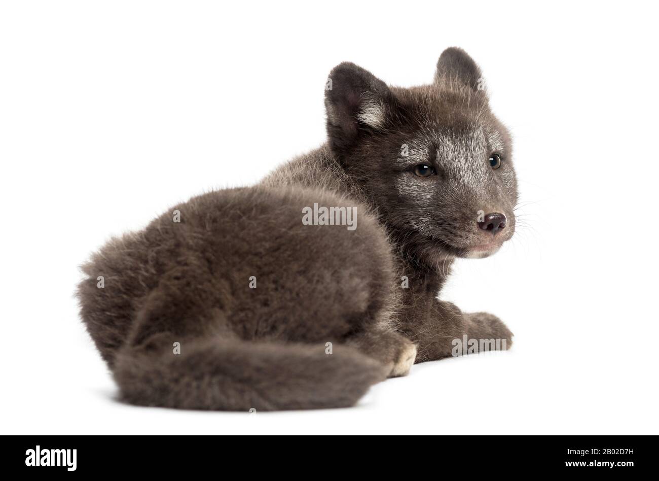 Rear view of an Arctic fox cub, Vulpes lagopus looking backwards, 2 ...