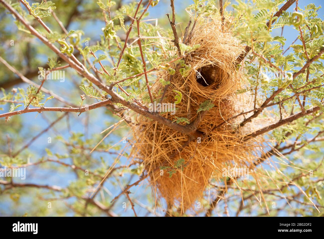 weaver bird nest, Namibia Stock Photo - Alamy