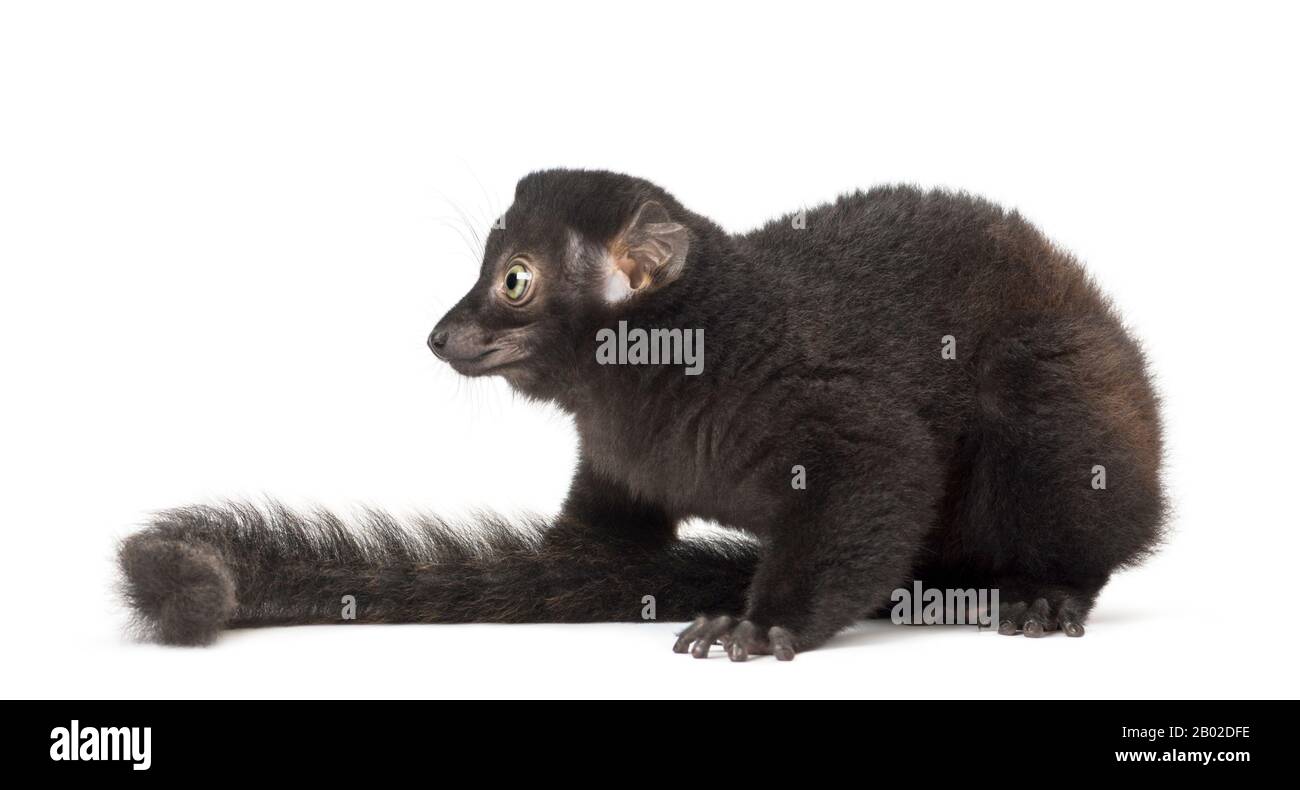 Side view of a Young Blue-eyed black lemur, 3,5 months old, isolated on ...