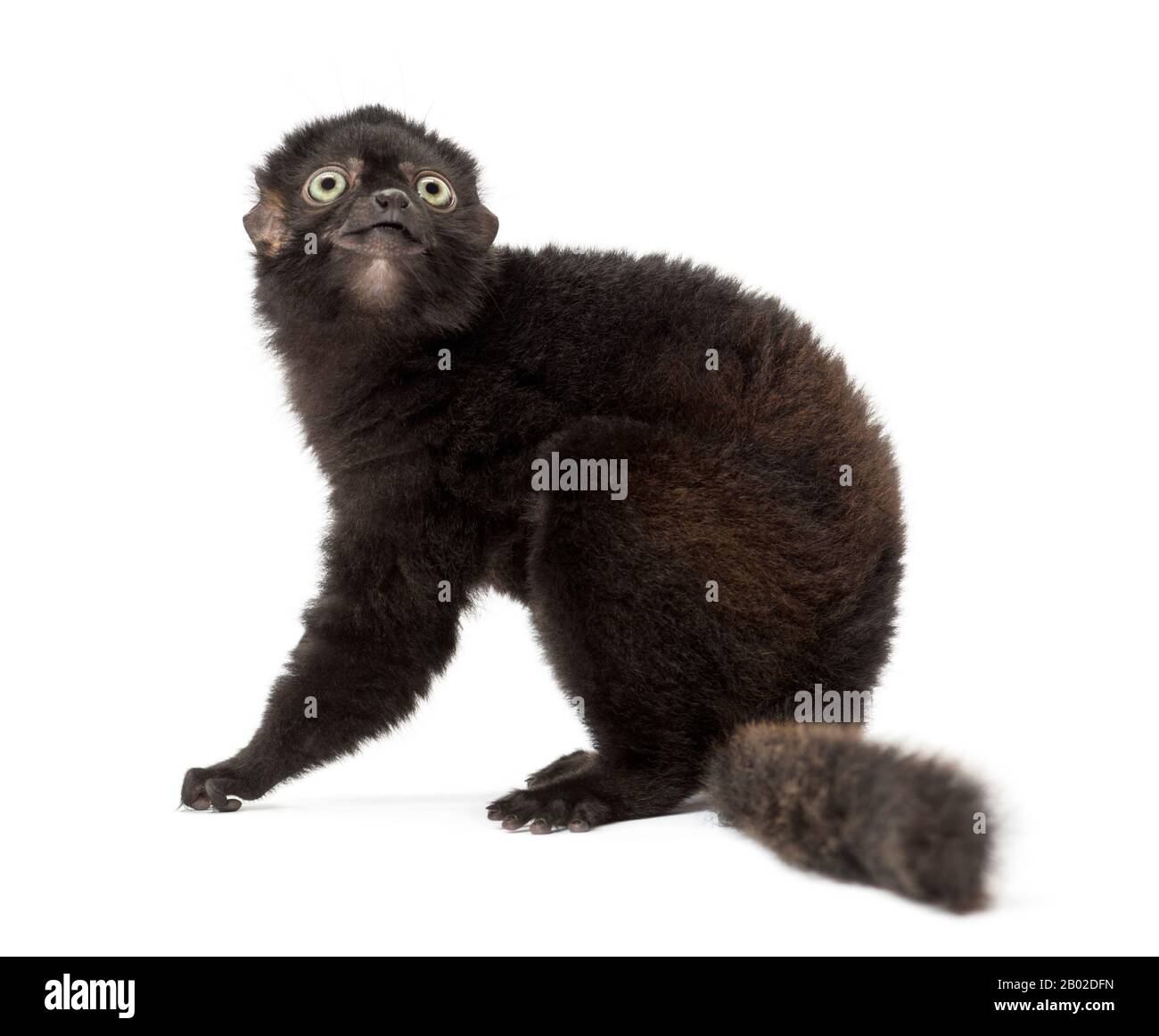 Lemur eye Cut Out Stock Images & Pictures - Alamy