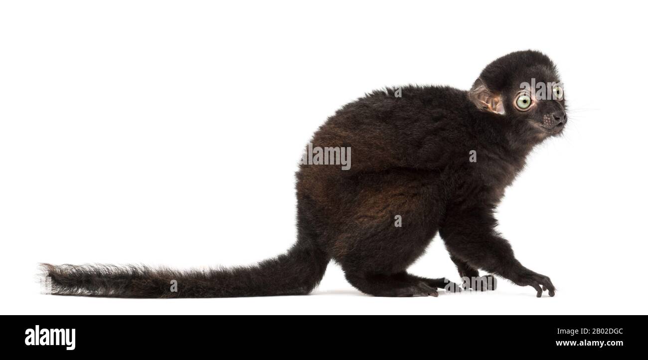 Side view of a Young Blue-eyed black lemur, 3,5 months old, isolated on ...
