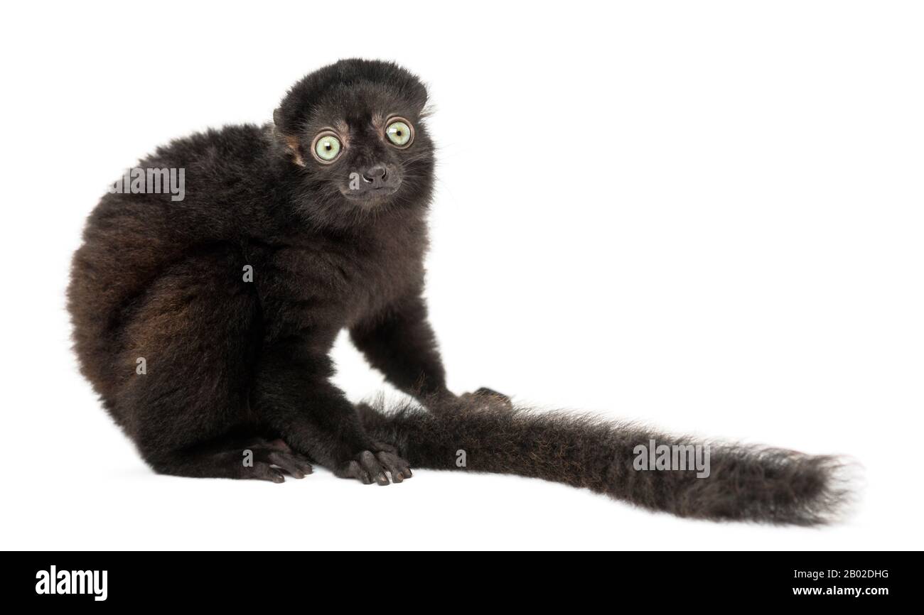 Side view of a Young Blue-eyed black lemur, 3,5 months old, isolated on ...