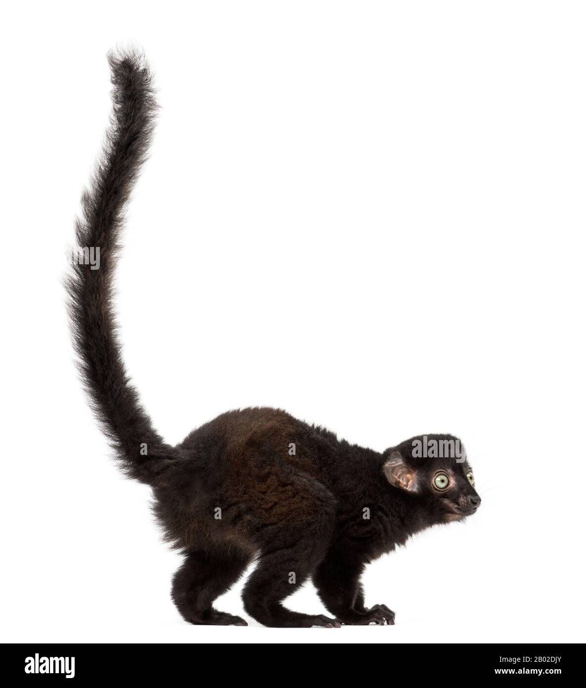 Side view of a Young Blue-eyed black lemur, 3,5 months old, isolated on ...