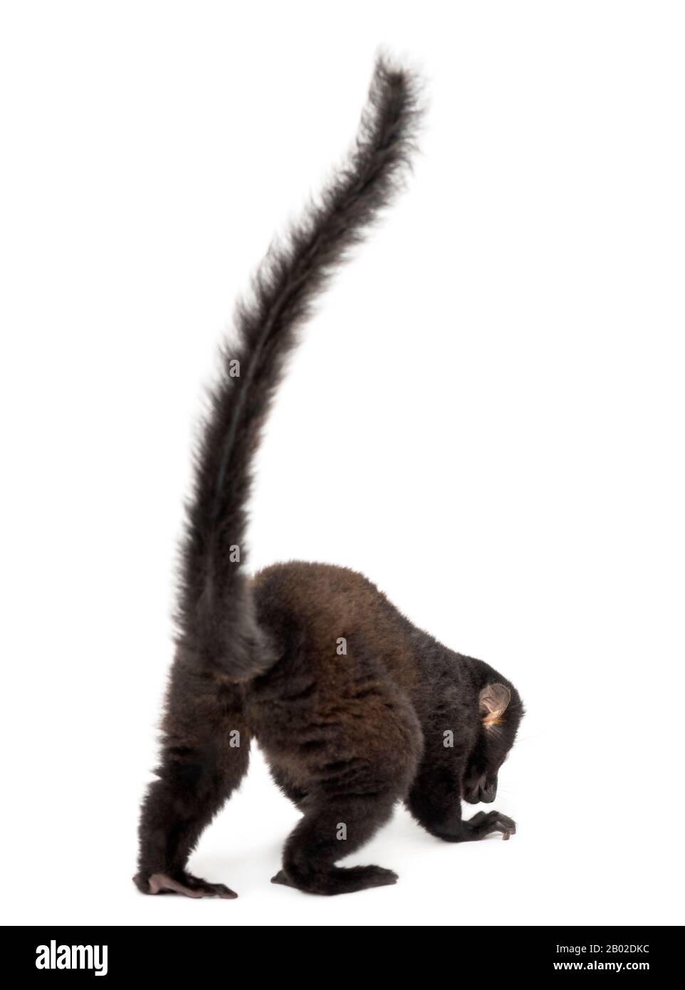 Rear view of a young Blue-eyed black lemur, 3,5 months old, isolated on ...