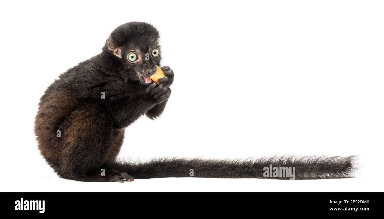 Side view of a Young Blue-eyed black lemur, 3,5 months old, isolated on ...