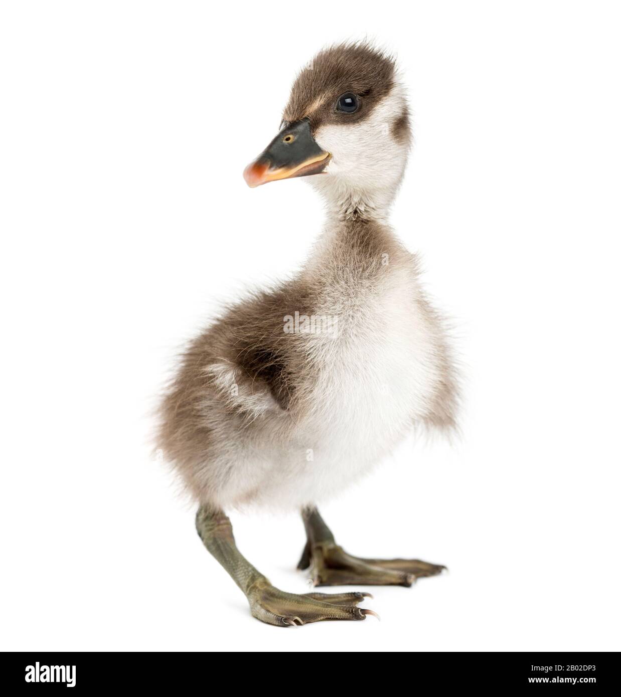 Coscoroba High Resolution Stock Photography and Images - Alamy